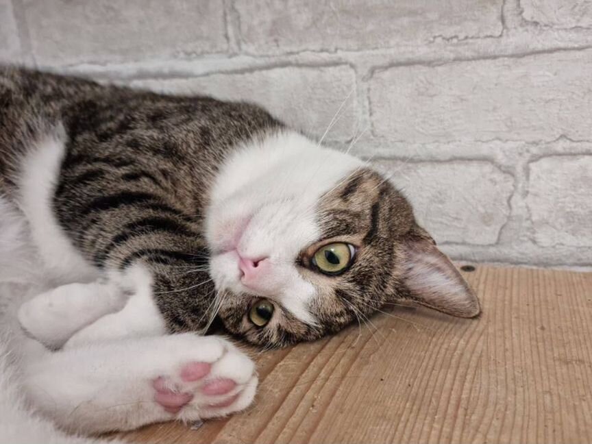 Добрый юный котик