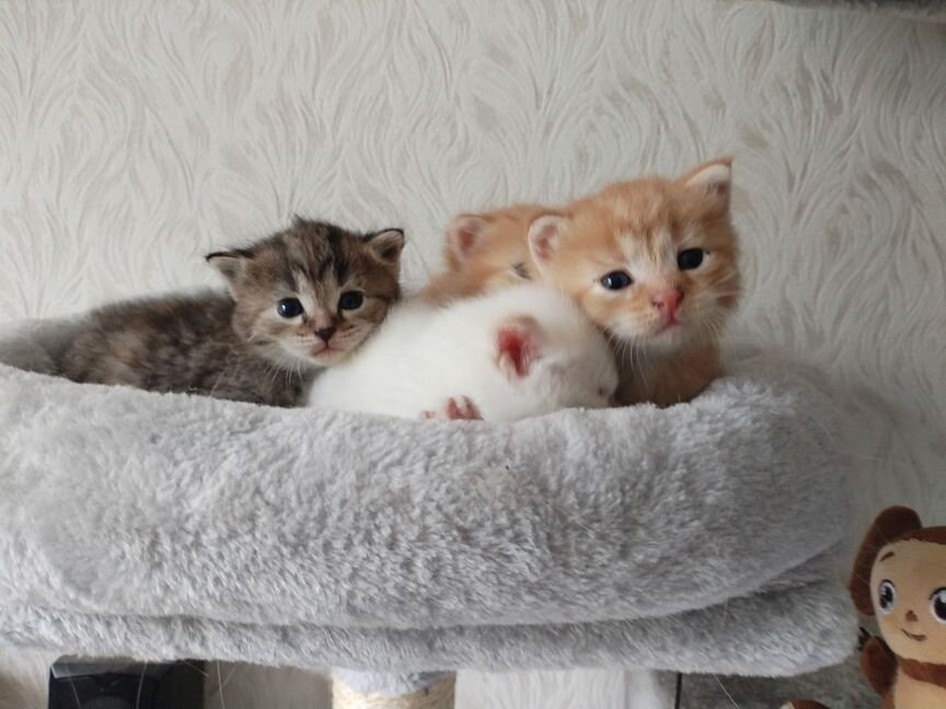 Продаются котята