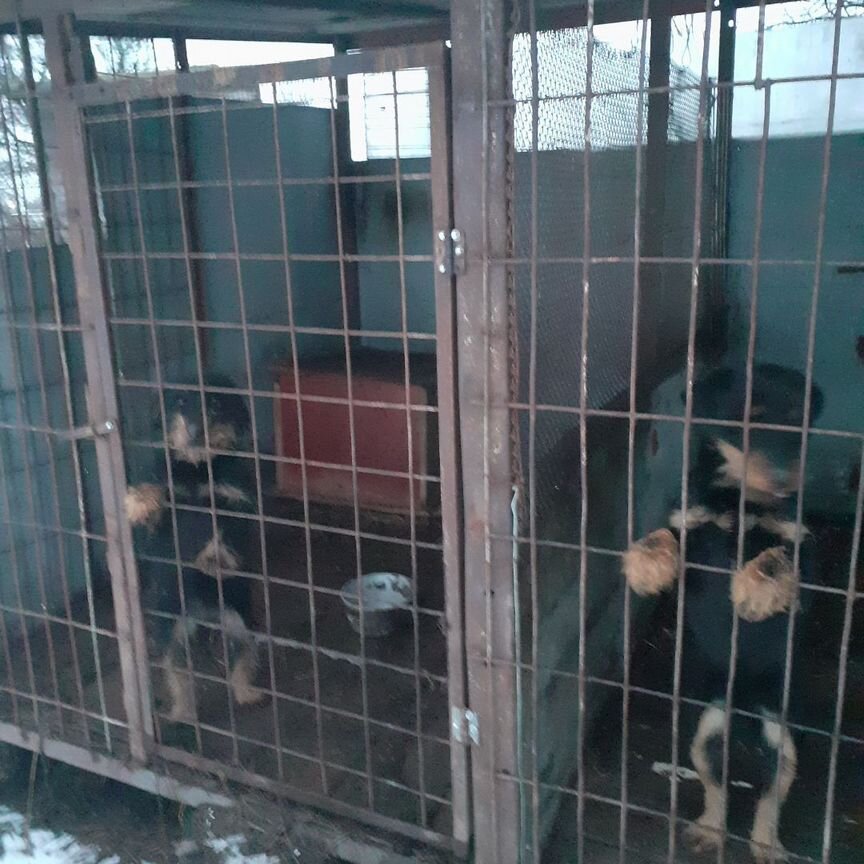 Собака