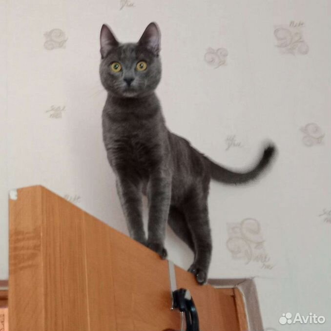 Кот 8 мес порода Русская голубая