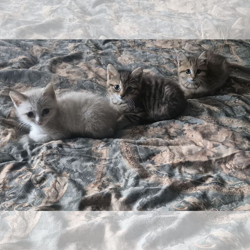 Котёнок в добрые руки