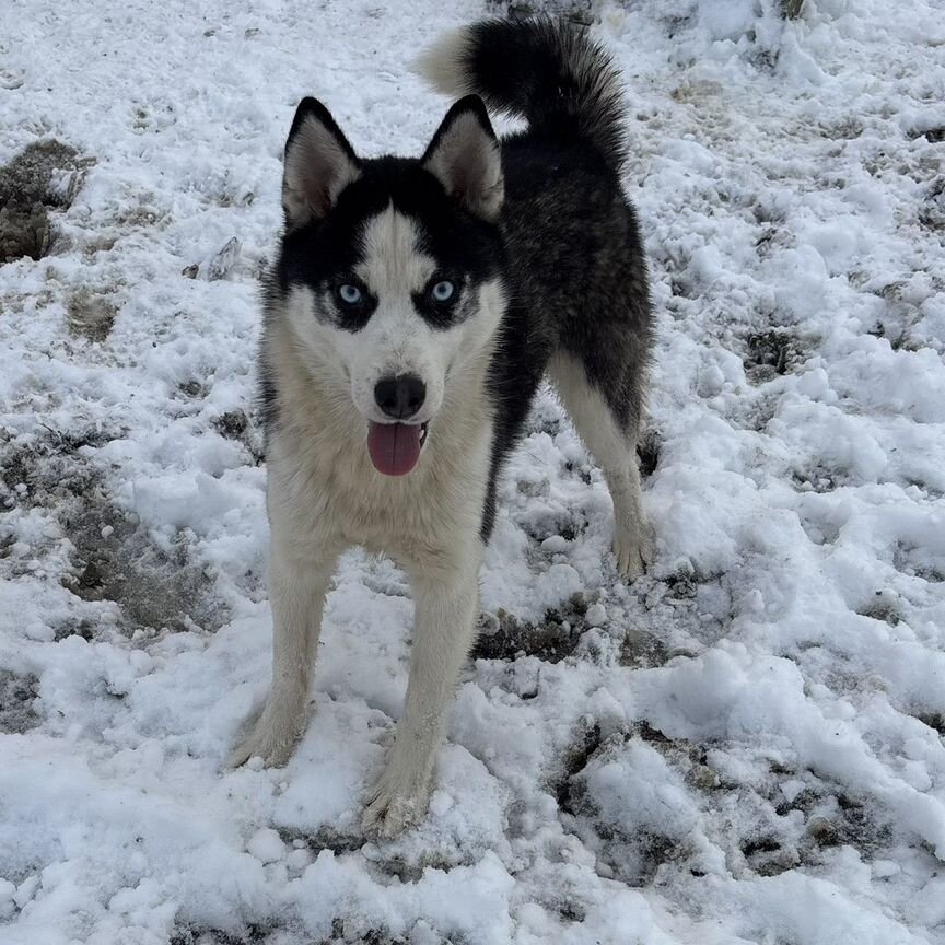 Помски, щенок