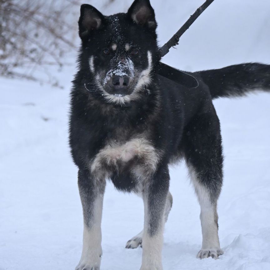 Взрослая собака в добрые руки