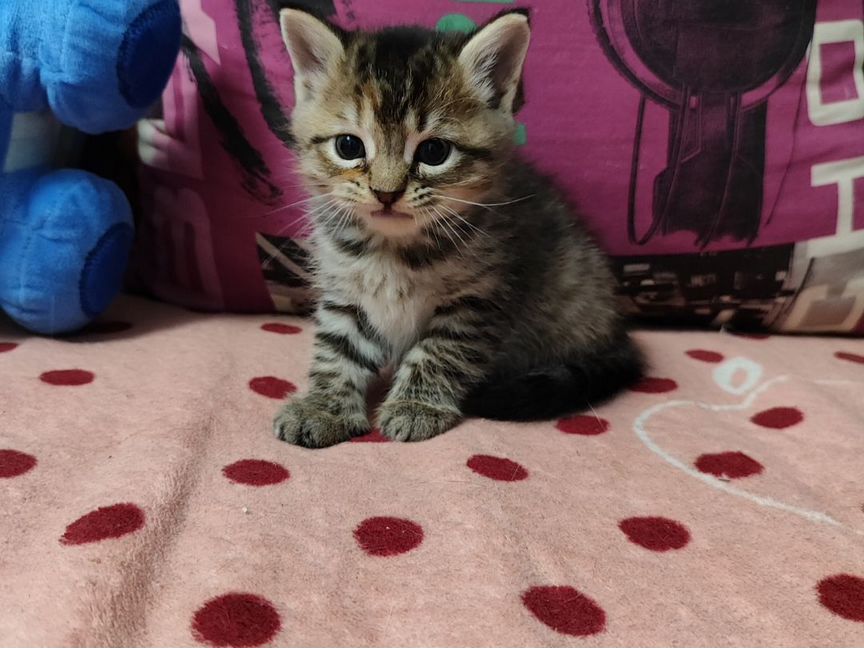 Кошка наполовину экзот