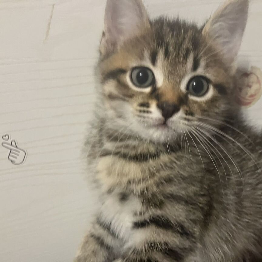 Шотландский котёнок