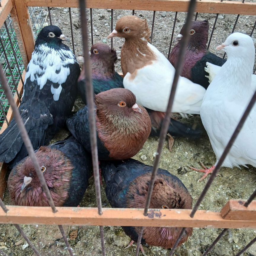 Голуби снегири