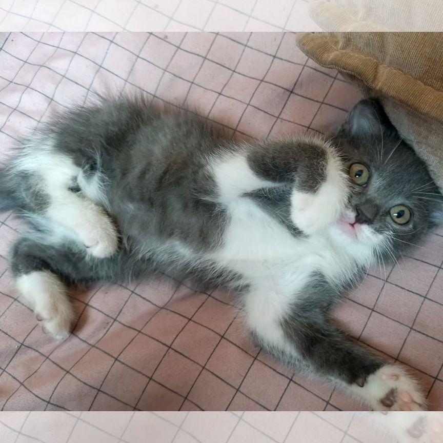 Котенок девочка в добрые руки