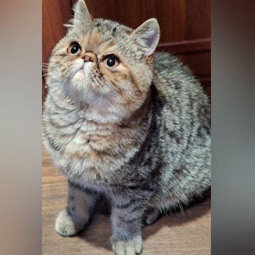 Экзотическая кошка экзот девочка