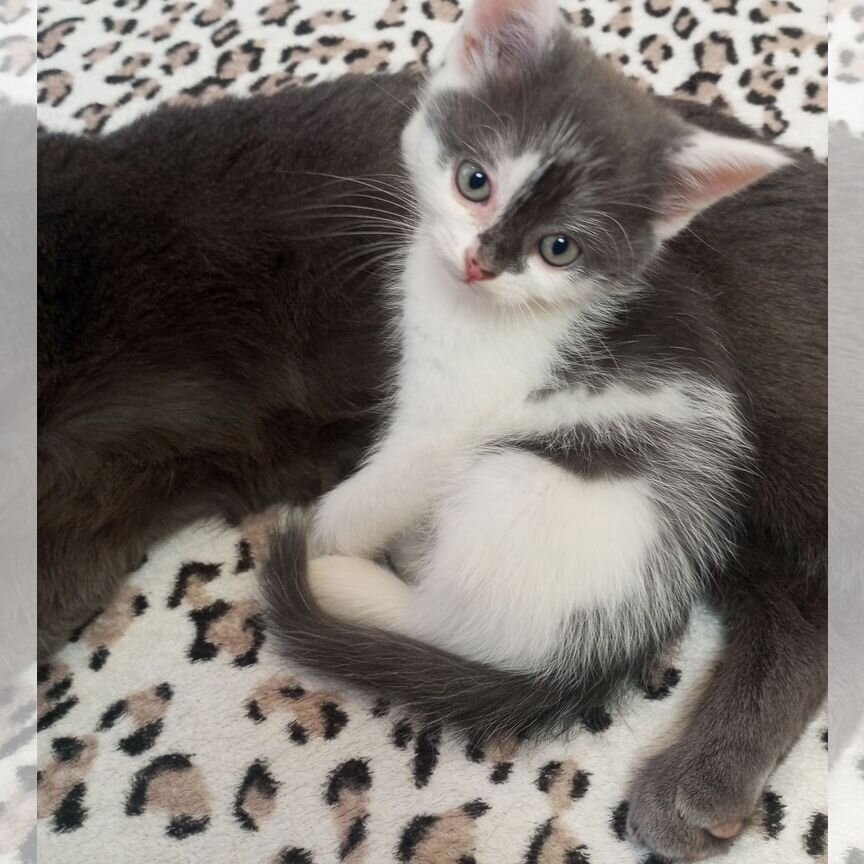 Британский короткошёрстный котёнок