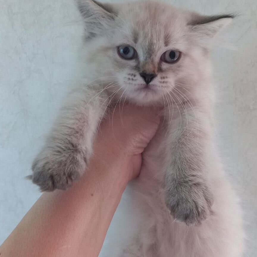Невские сибиряки