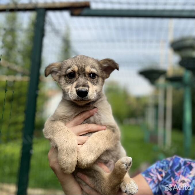 Серьезный парень Кокос ищет дом