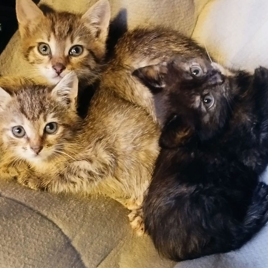 Котята в добрые руки