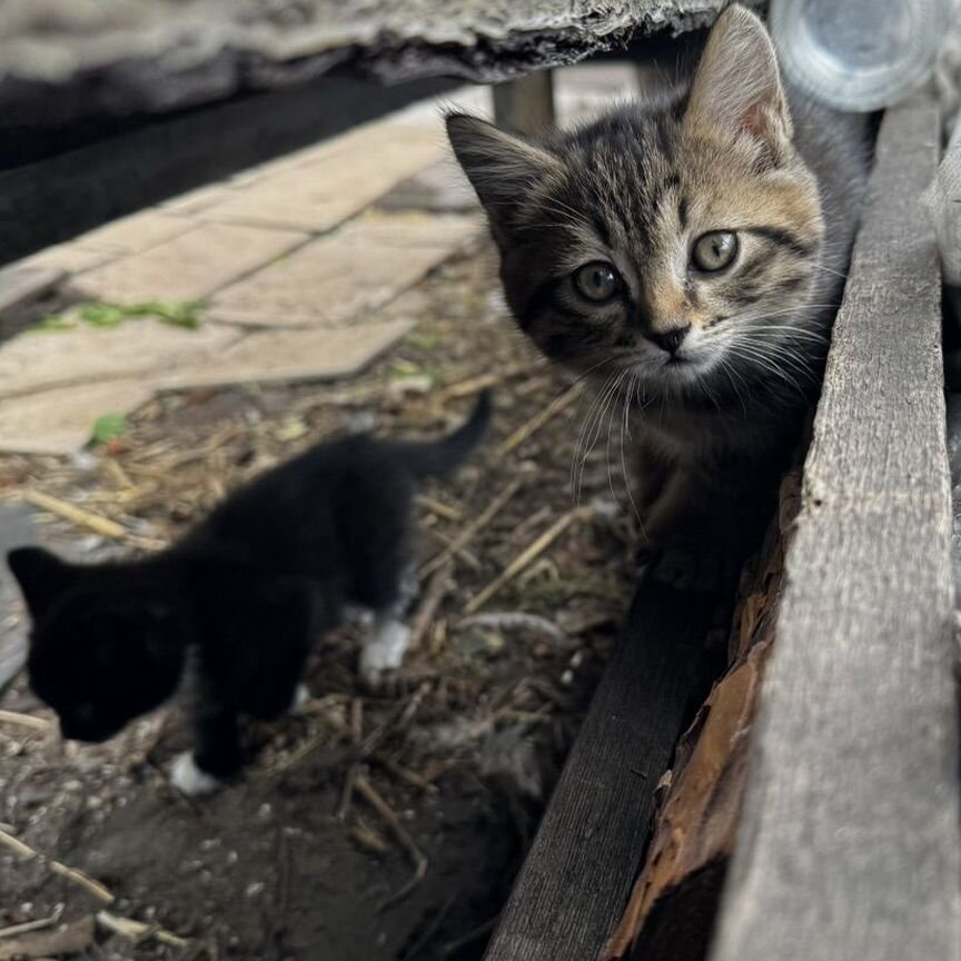 Котёнок в добрые руки
