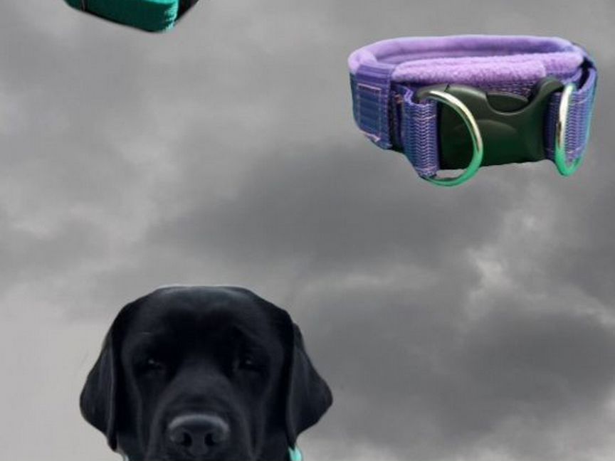 Ошейник для собак