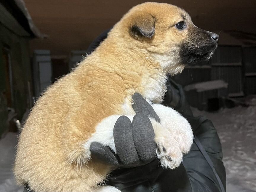 Собака в добрые руки