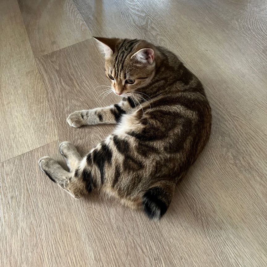 Курильская кошка вязка