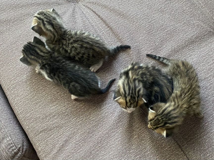 Шотландкие вислоухие котята