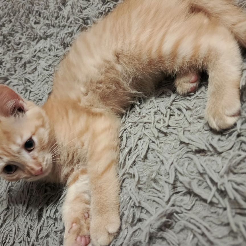 Отдам бесплатно принцессу,в добрые руки