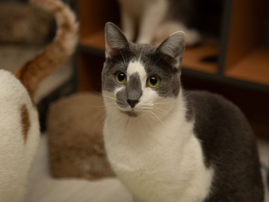 Сказочный кот Одиссей в добрые руки