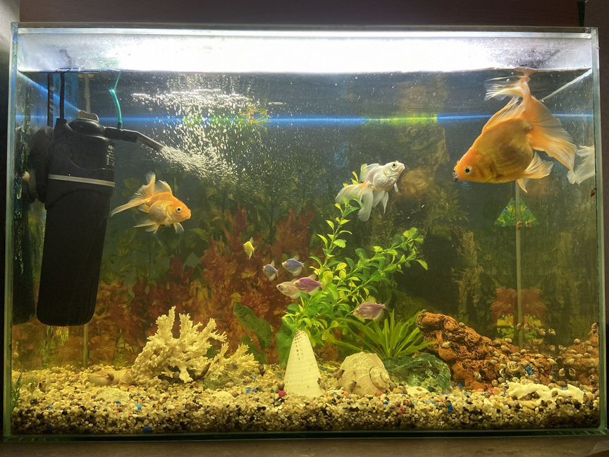 Аквариум с рыбками