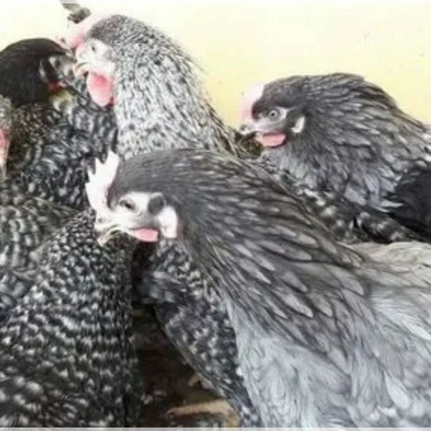 Куры молодки несушки Доминант