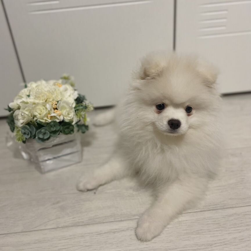 Померанский шпиц, щенок