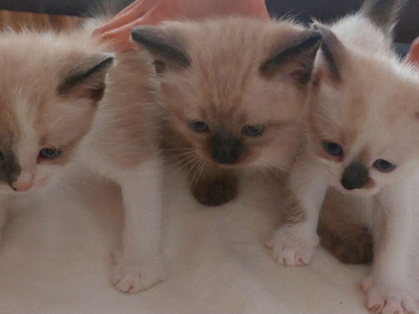 Тайские котята