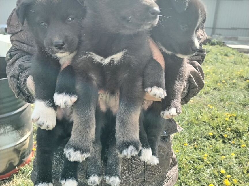 Собака в добрые руки отдам бесплатно