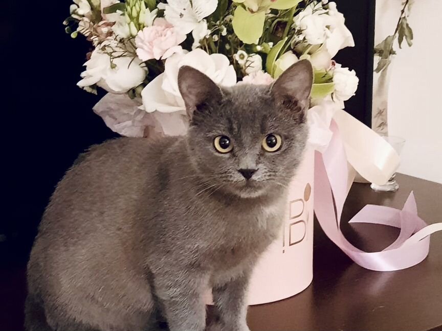 Котенок Сильвер в добрые руки