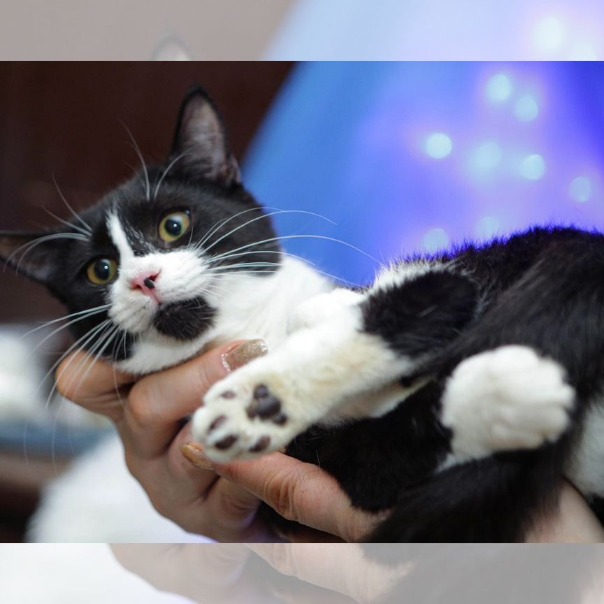 Котёнок в добрые руки