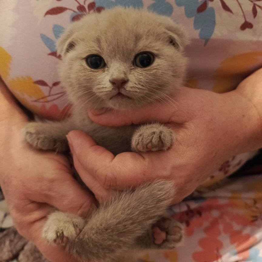 Вислоухий лиловый котик
