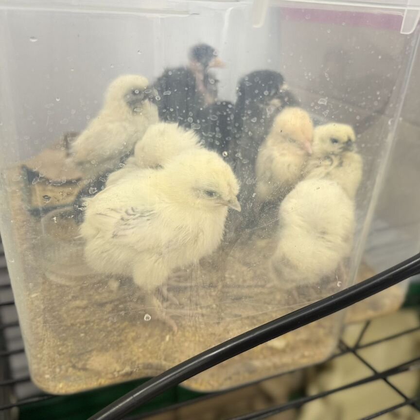 Цыплята бройлеры