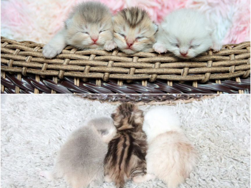Британские котята клубные