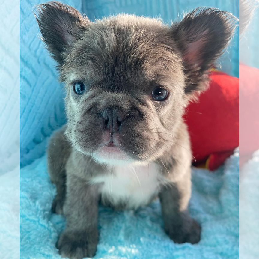 Французский бульдог щенки / Мальчики флаффи