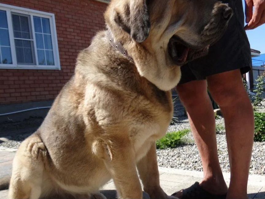 Испанский мастиф