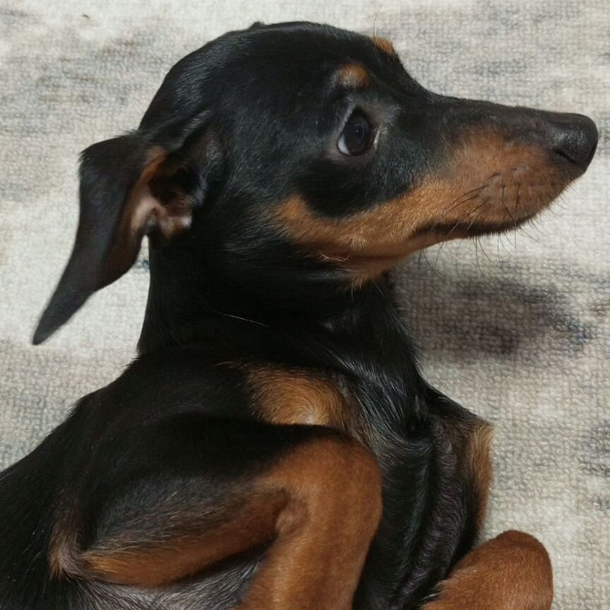 Цвергпинчер, щенок