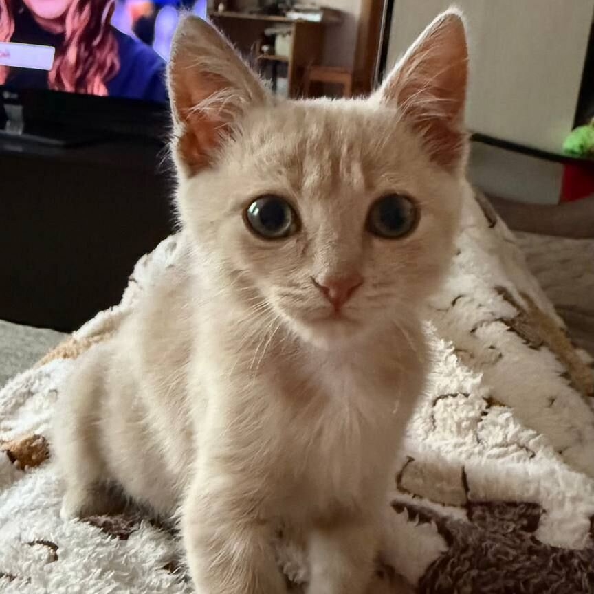 Котята в добрые руки бесплатно мальчик