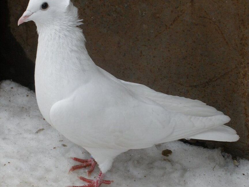 Продажа голубей