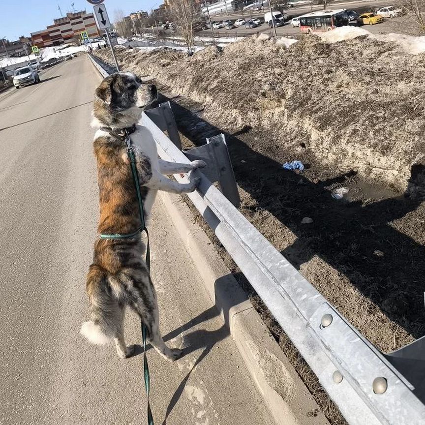 Акита-ину, взрослый пёс