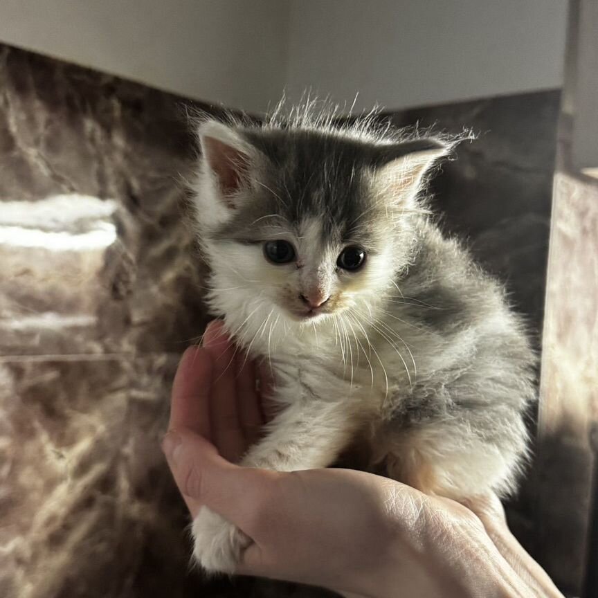 Щотландские котята