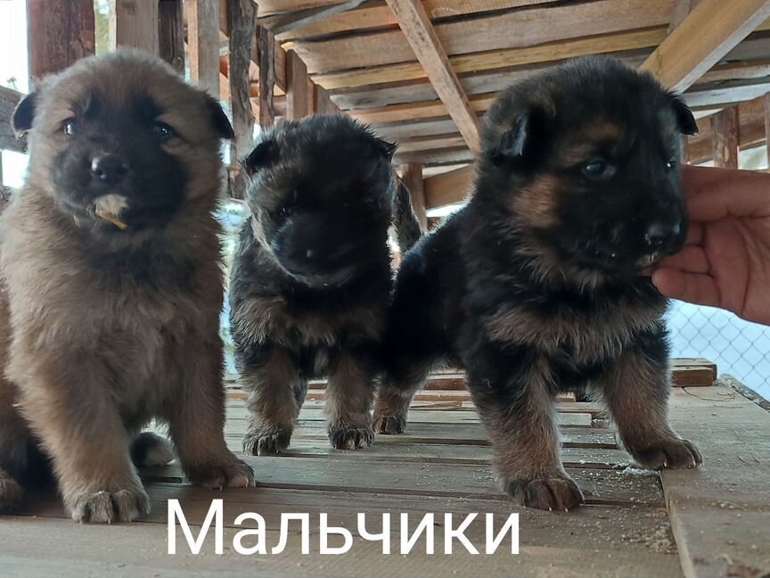 Щенки немецкой овчарки