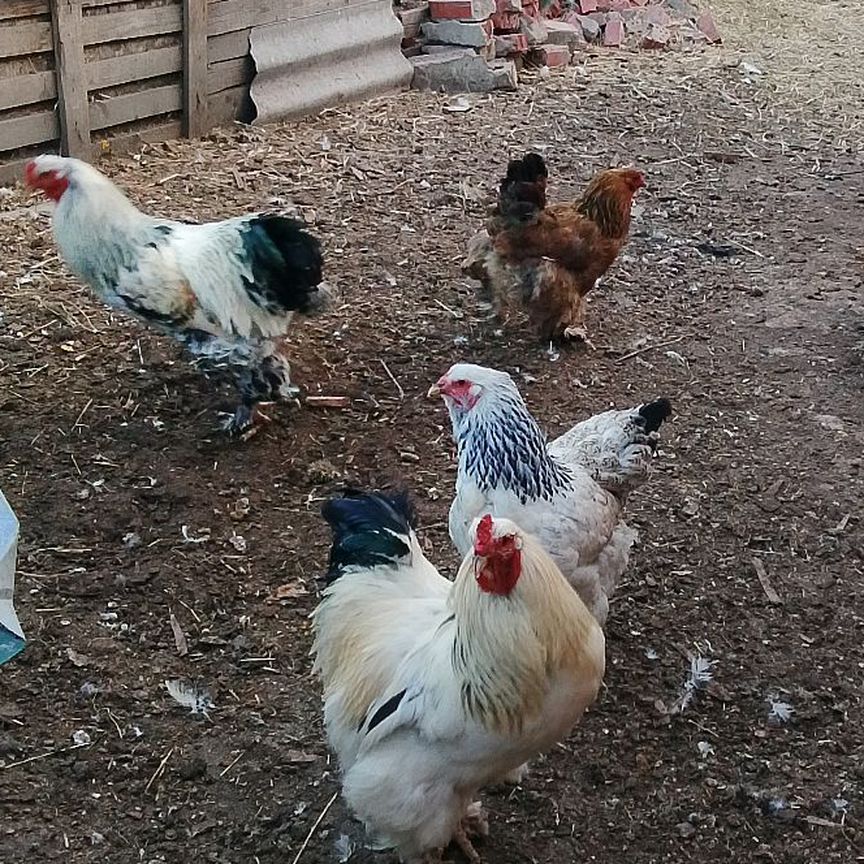 Петух породы Брама