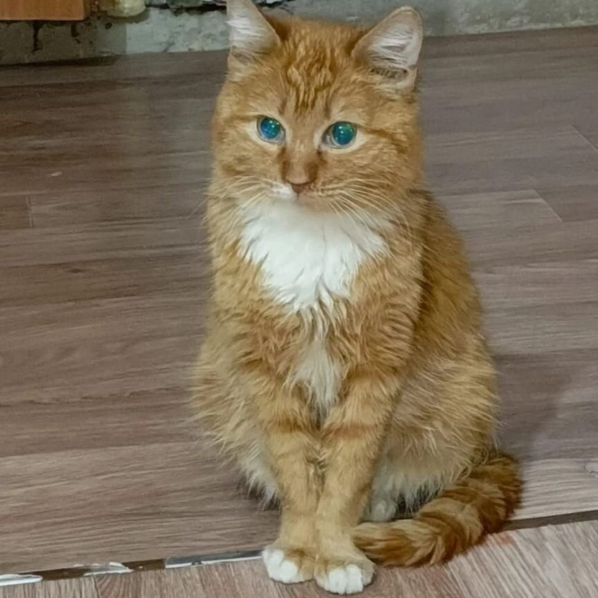 Взрослый кот в добрые руки