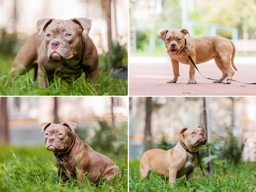 Девочка-булли, для тех, кто долго на работе