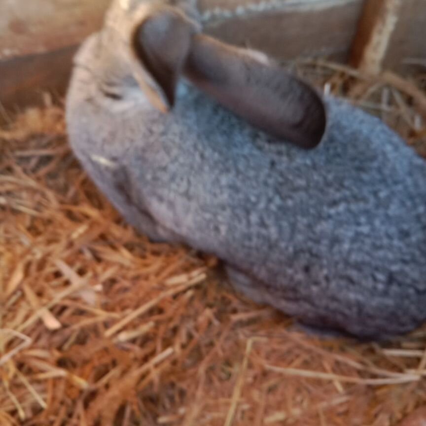 Кролики, петухи