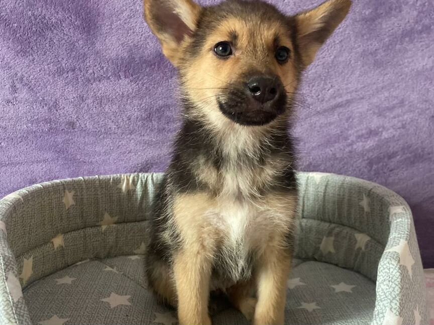 Собака в добрые руки