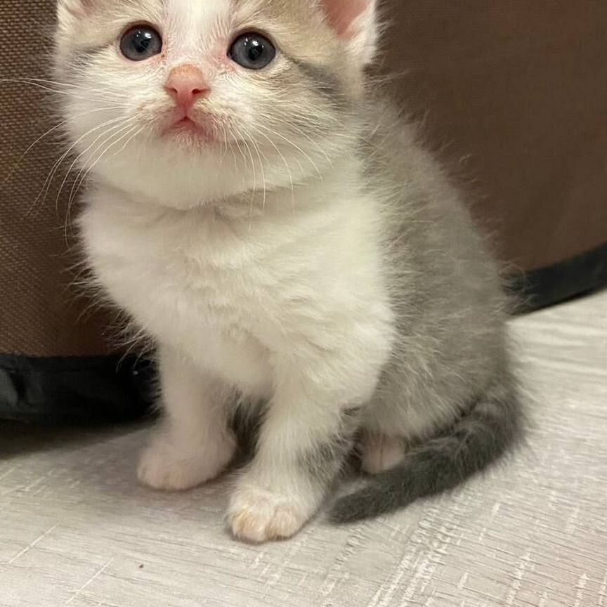 Красивые, игривые котята в добрые руки