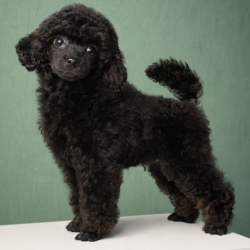 Той-пудель, щенок