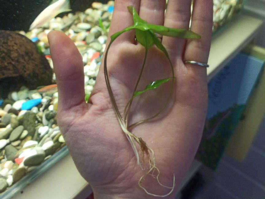 Водоросли в аквариум