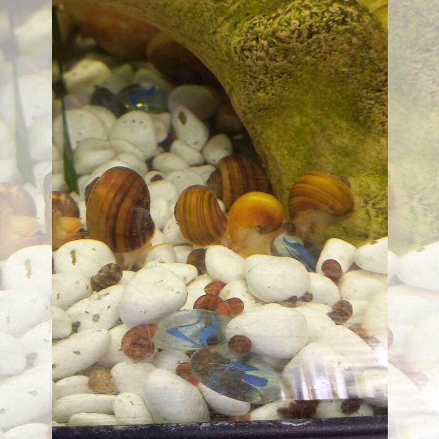 Улитки ампулярии